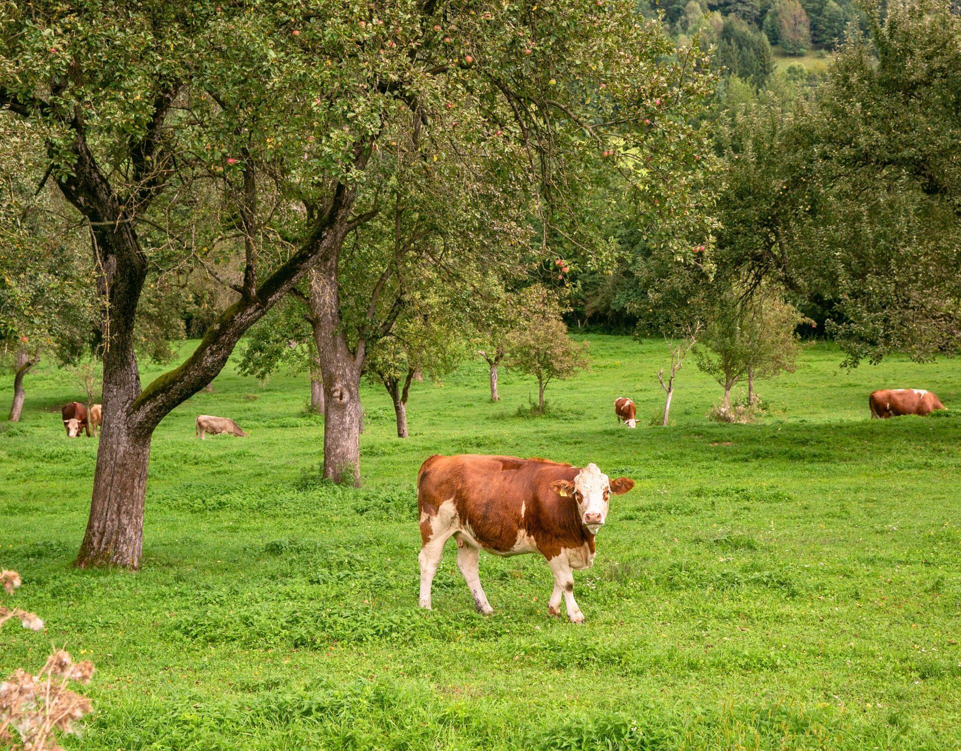 Exploring Silvopasture as an Agroforestry Solution